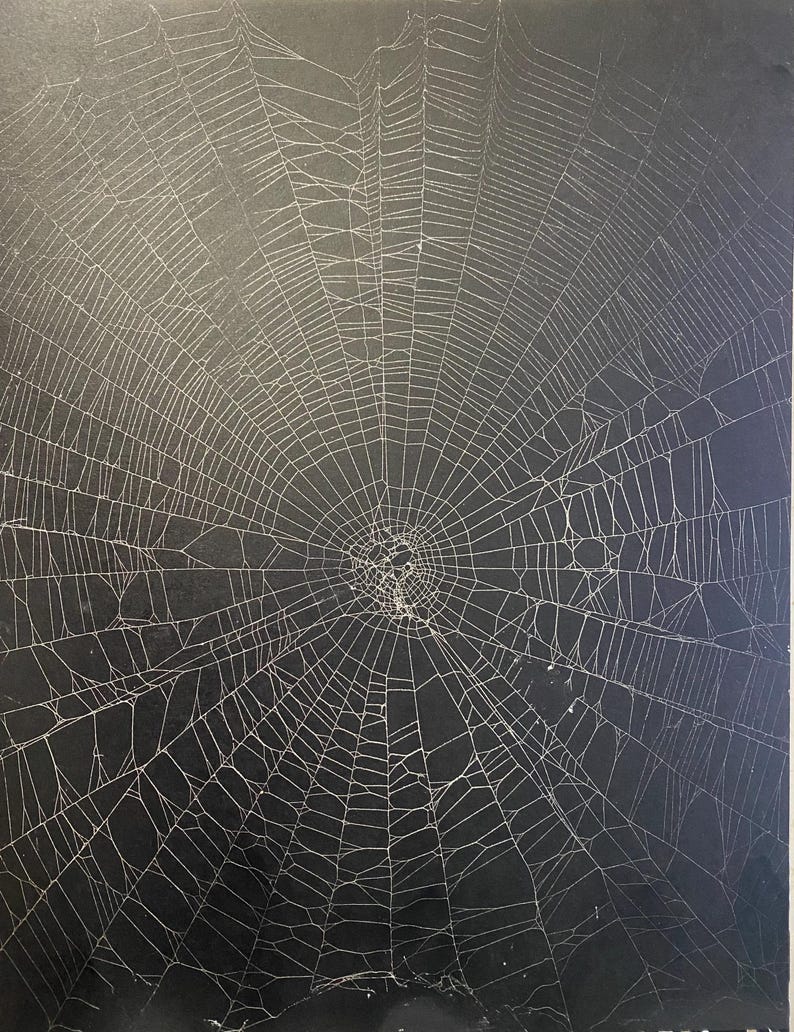 SPIDER WEBS - 11 X 8.5 Preserved Orb Weaver Spider Web for Craft or ...