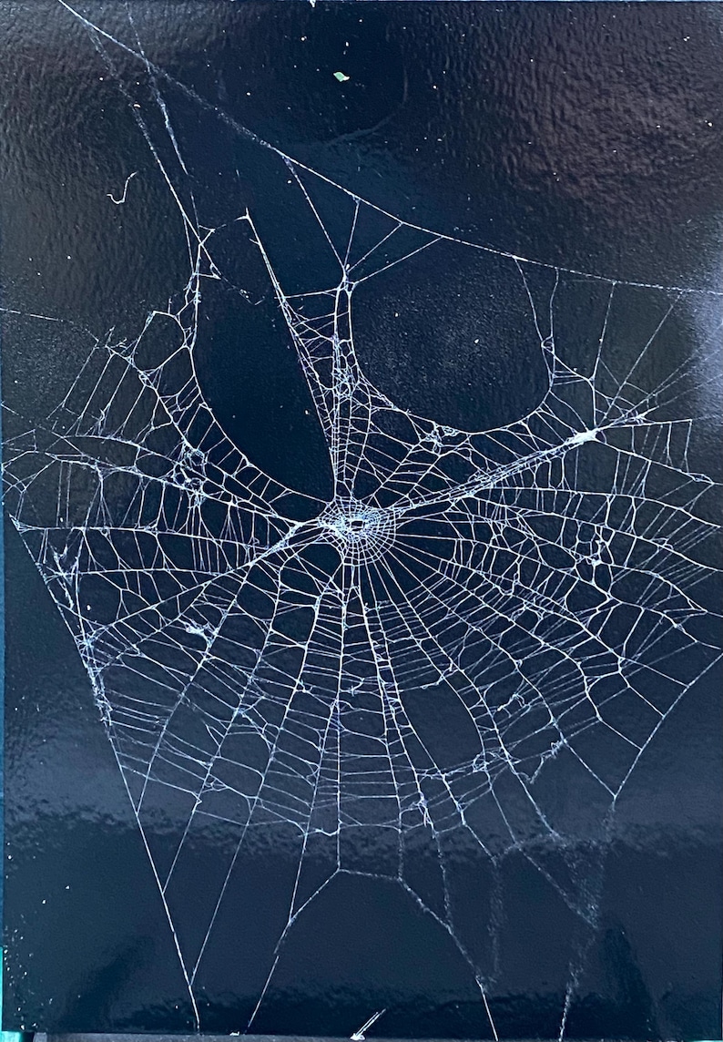 AUTHENTIC Orb Weaver Spider Web - Preserved Spider Web for Craft or ...