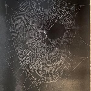 SILVER SPIDER WEB 11 X 8.5 Elegant Orb Weaver Webs Preserved on Black ...