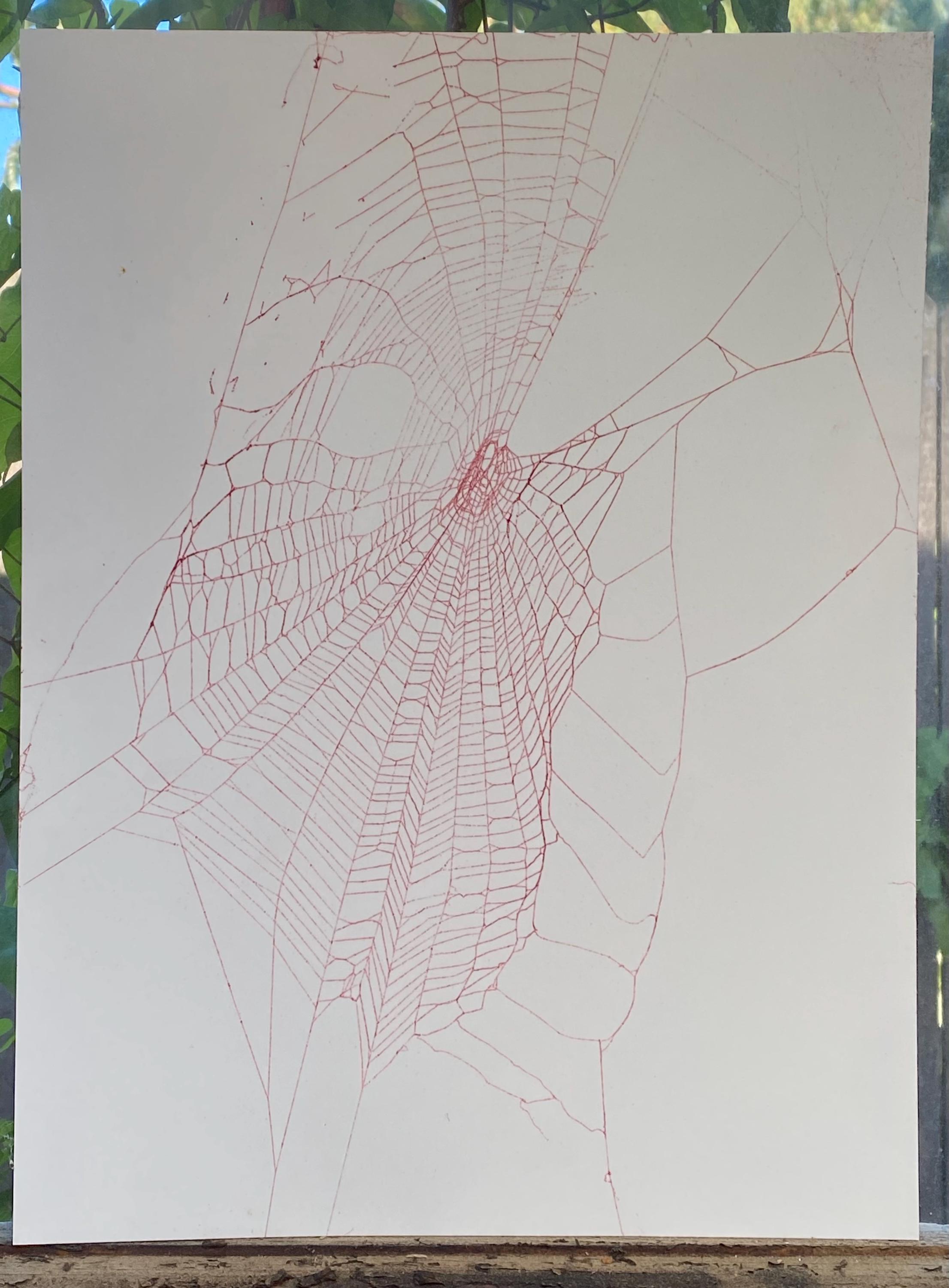 AUTHENTIC Orb Weaver Spider Web - 12 X 9 Preserved Spider Web for Craft ...