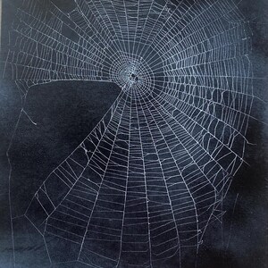SILVER SPIDER WEB 11 X 8.5 Elegant Orb Weaver Webs Preserved on Black ...