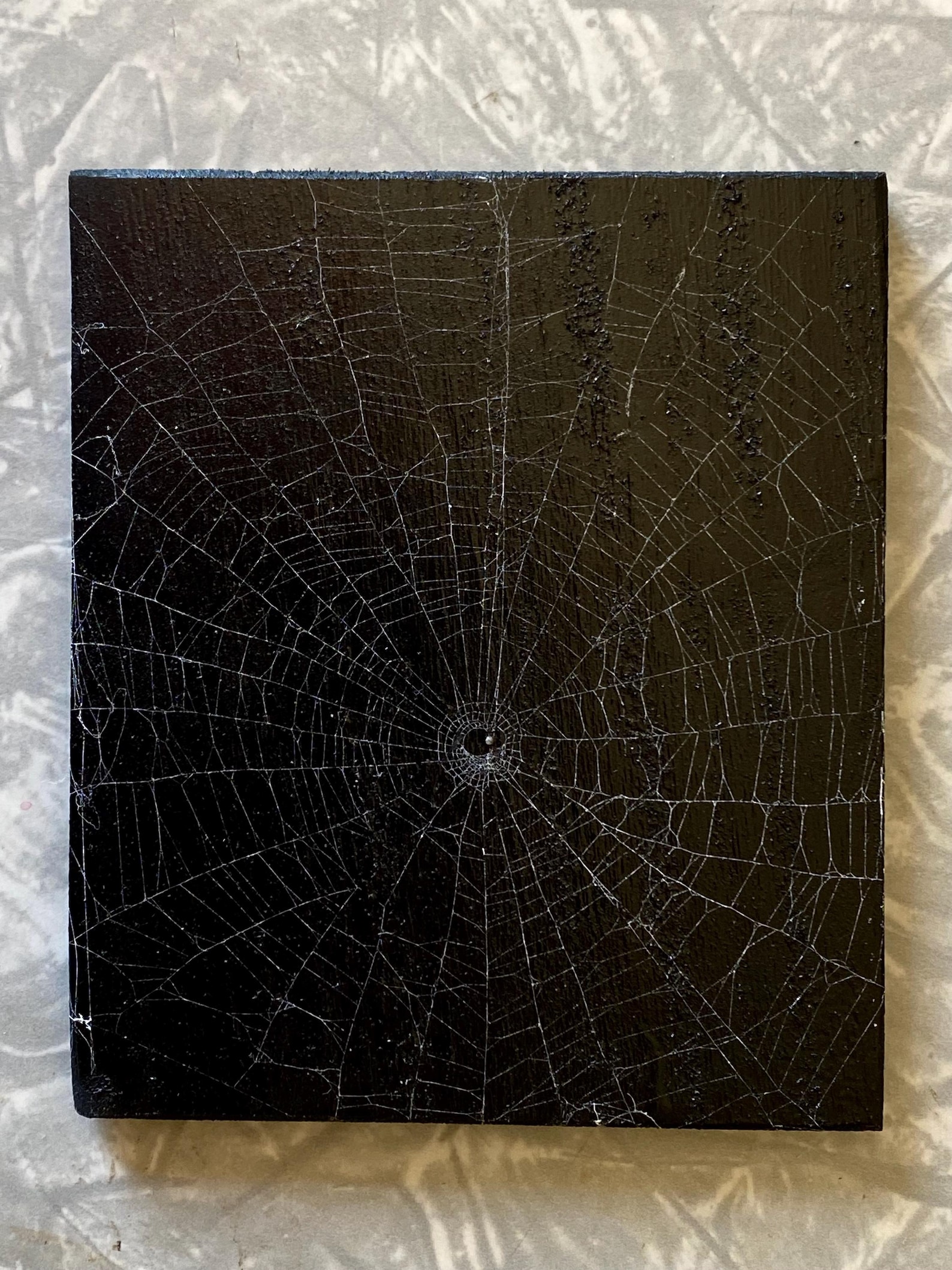 ORB WEAVER WEB - Preserved Hand Mounted Spider Web on Hardwood Panel ...