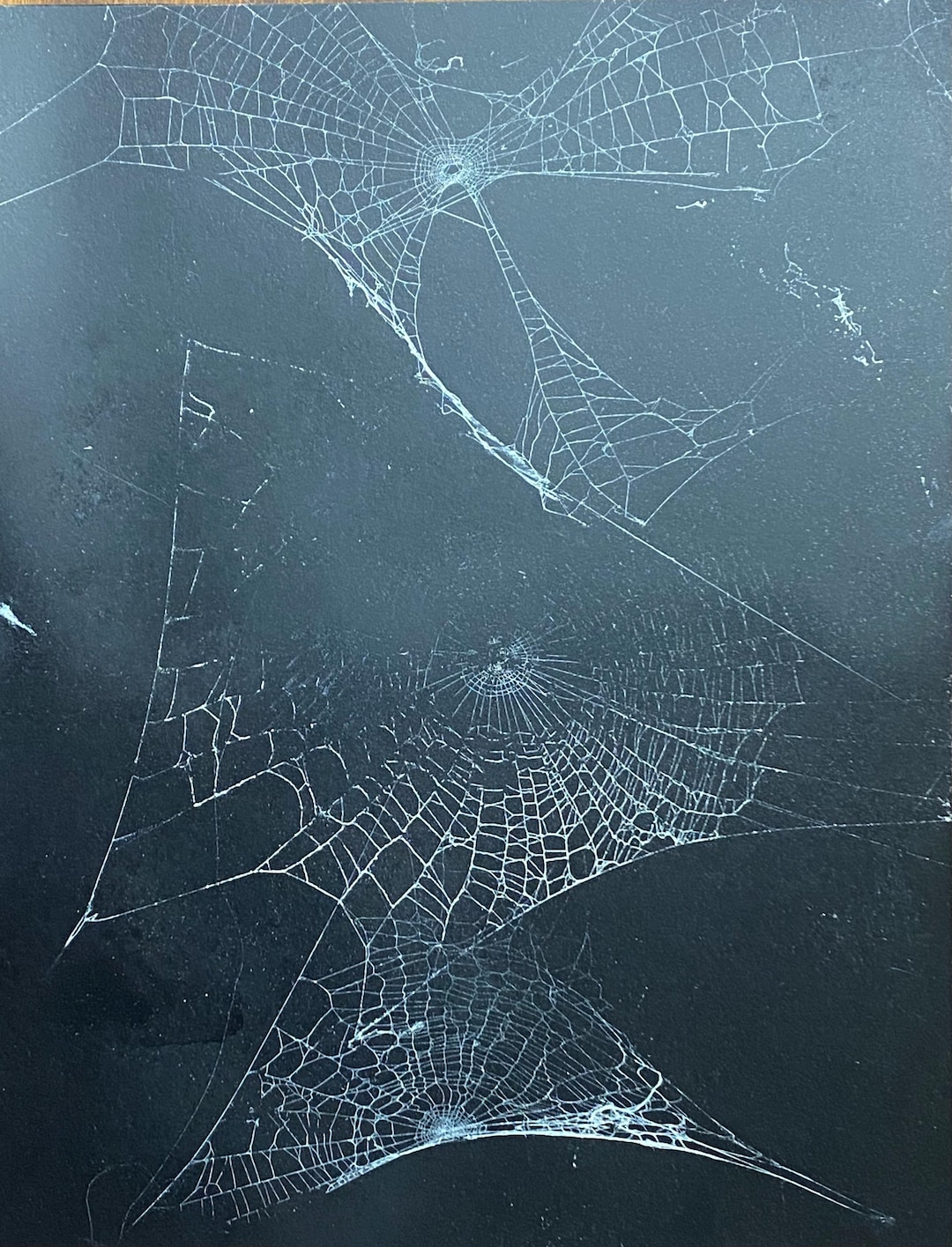 UNIQUE SPIDER WEBS - 11 X 8.5 Large Preserved Spider Web for Craft or ...