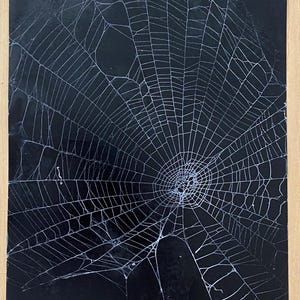 ORB WEAVER SPIDER - 11 X 8.5 Large Preserved Spider Web for Craft or ...