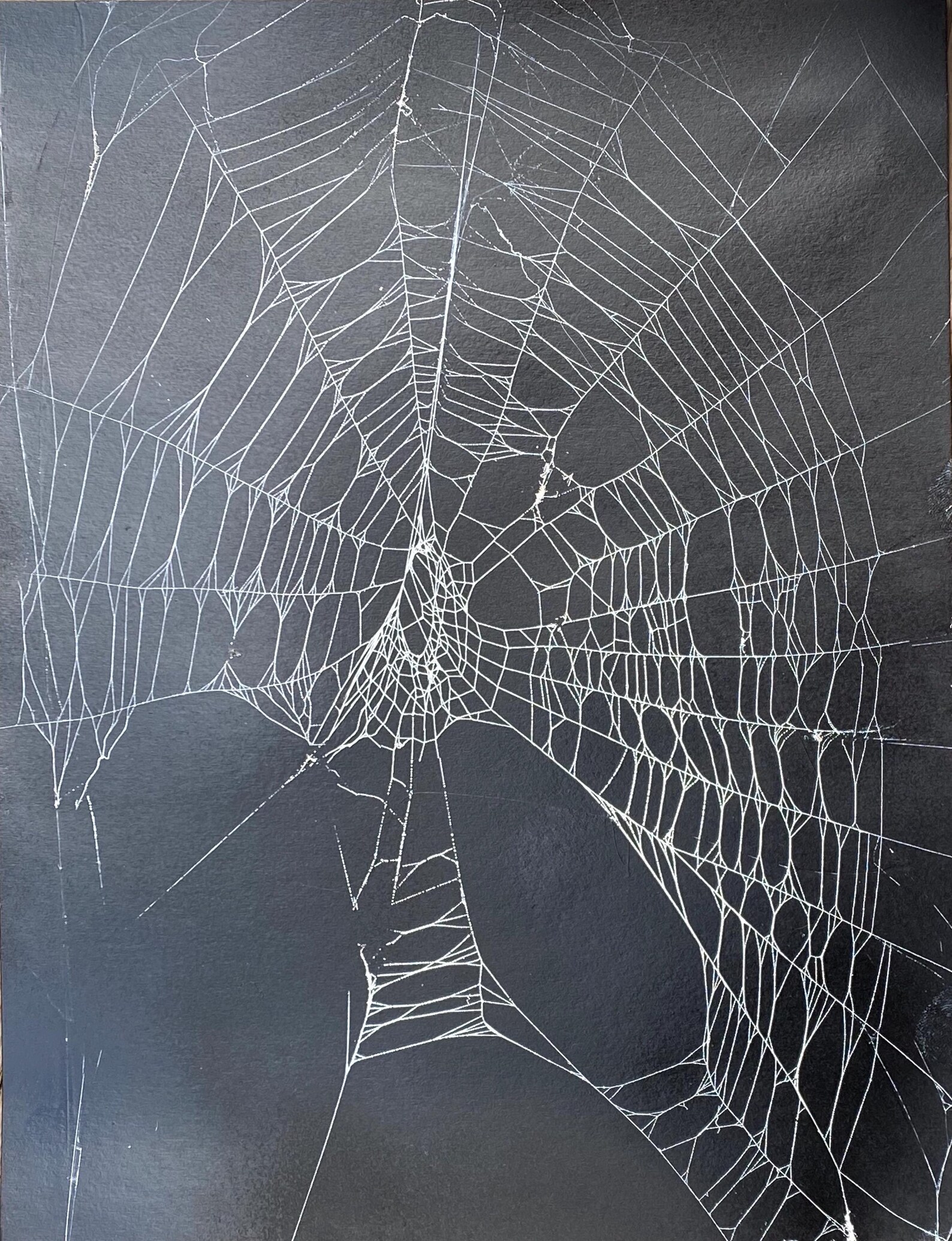 ORB WEAVER SPIDER - 11 X 8.5 Large Preserved Spider Web for Craft or ...