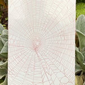 ORB WEAVER WEB - Preserved Hand Mounted Spider Web on Hardwood Panel ...