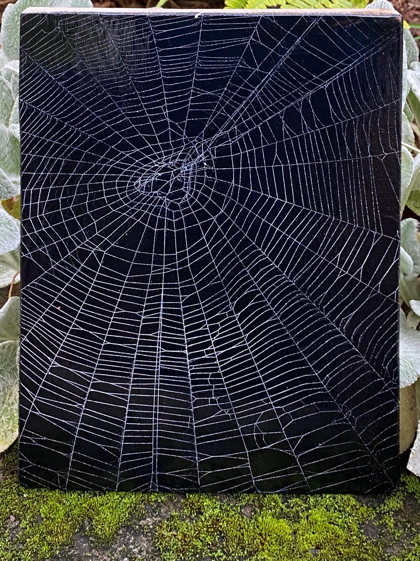 ORB WEAVER WEB - Preserved Hand Mounted Spider Web on Hardwood Panel ...