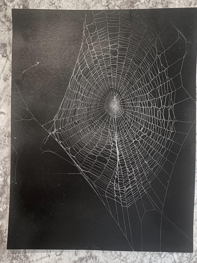 SILVER SPIDER WEB 11 X 8.5 Elegant Orb Weaver Webs Preserved on Black ...