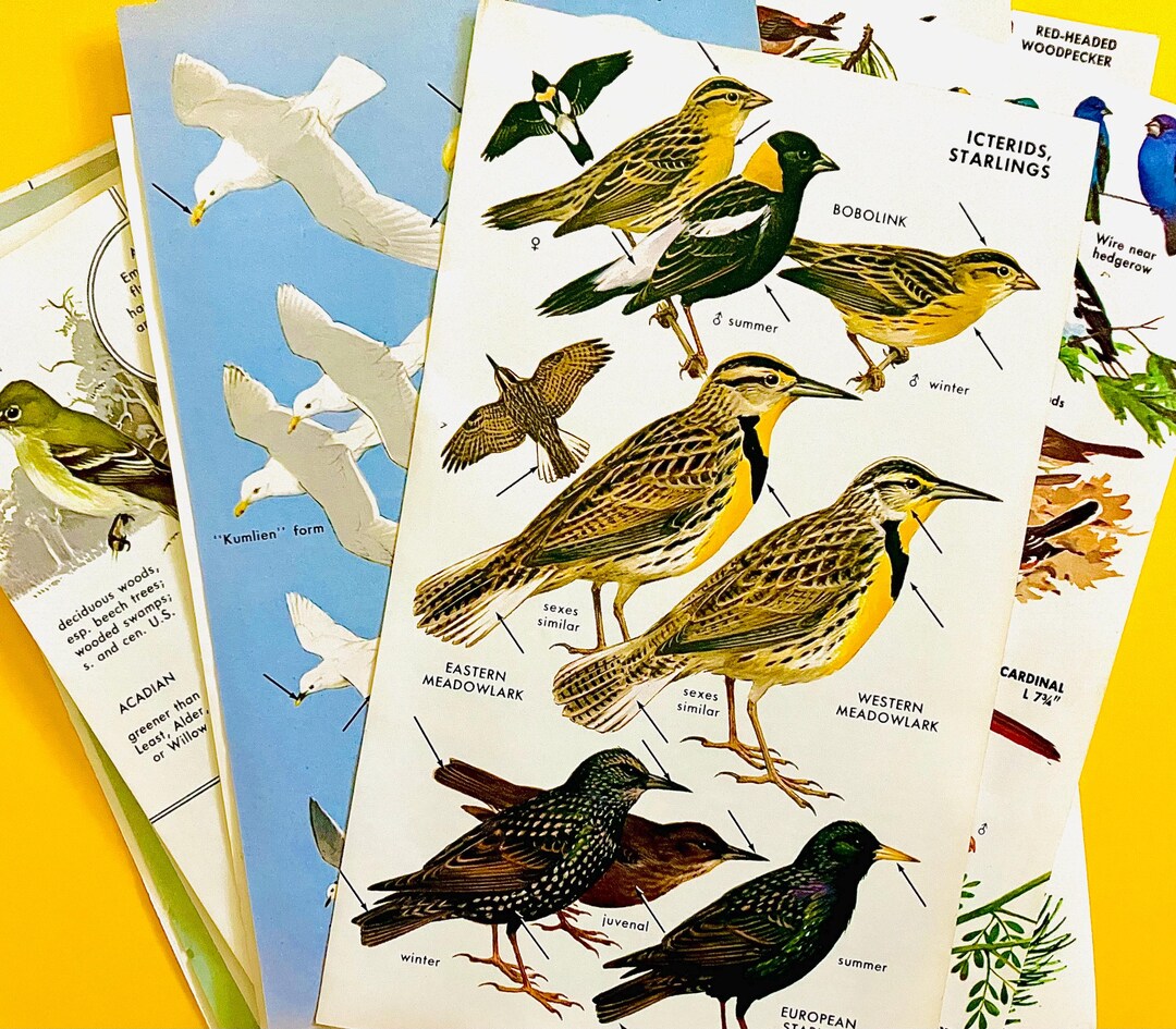 20 Vintage Field Guild Bird Book Pages, Ephemera for Junk Journals ...