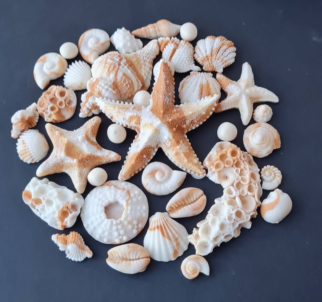 DIY Cake/cupcake Set Edible Sugar Sea Shells Plumeria and Pearls Sea ...