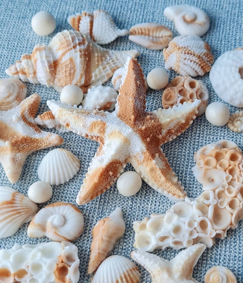 DIY Cake/cupcake Set Edible Sugar Sea Shells Plumeria and Pearls Sea ...