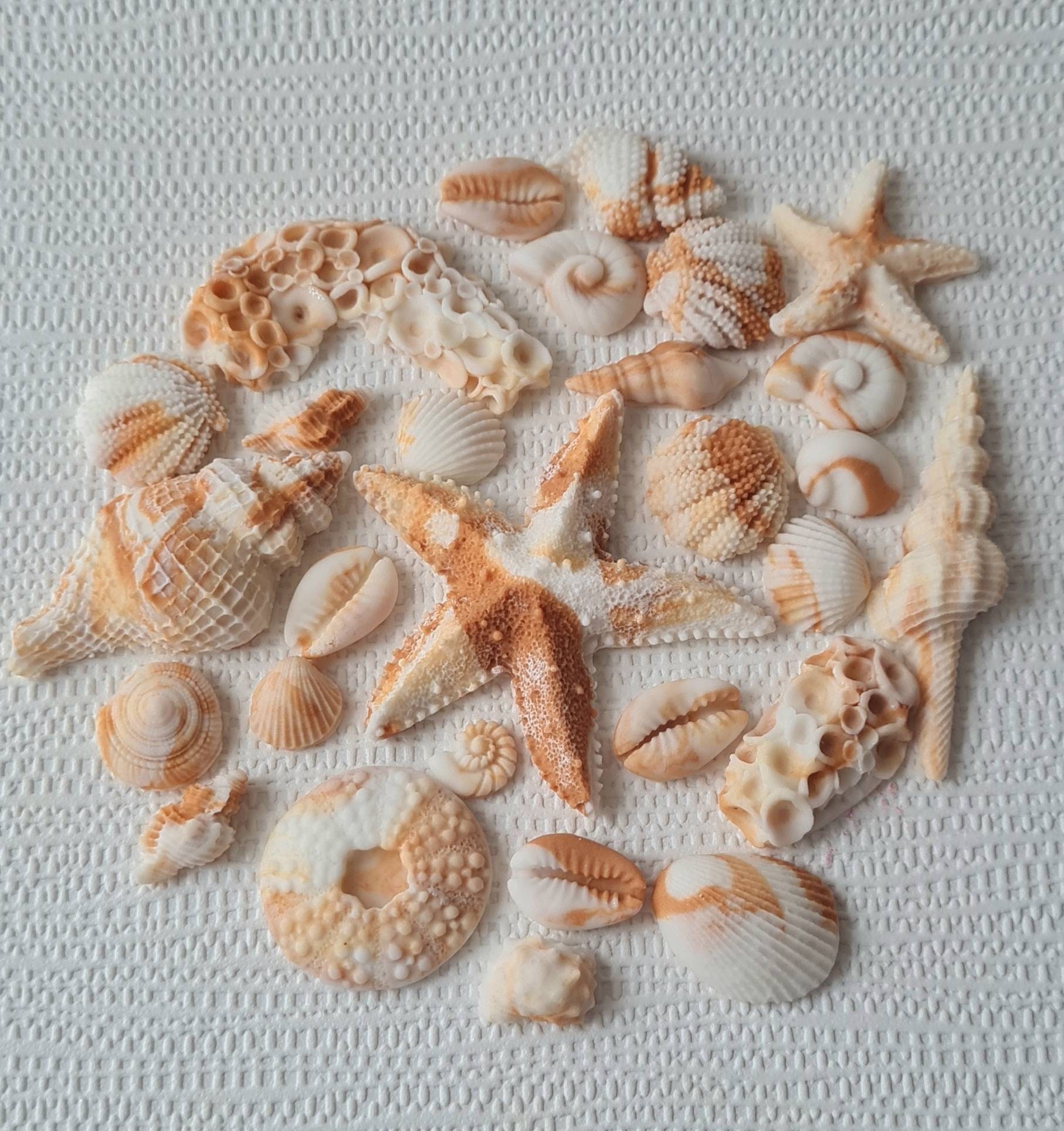 DIY Cake/cupcake Set Edible Sugar Sea Shells Plumeria and Pearls Sea ...