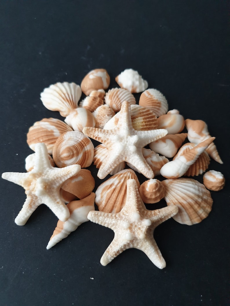 Realistic Seashells Set X 30 Fondant Beige Cake/cupcake - Etsy