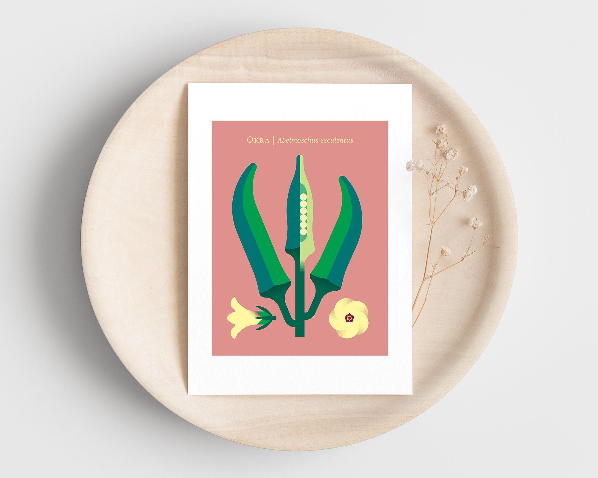 Okra Modern Art Print for the Kitchen, Home & More. Okra Botanical Art ...