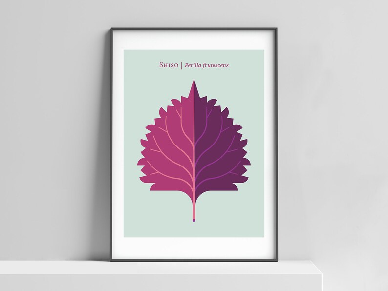 Japanese Shiso Leaf Modern Art Print for the Home Interior. Modern Herb ...