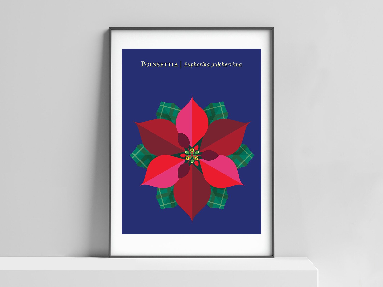 White Poinsettia Modern Art Print Poster for the Home – Christmas ...