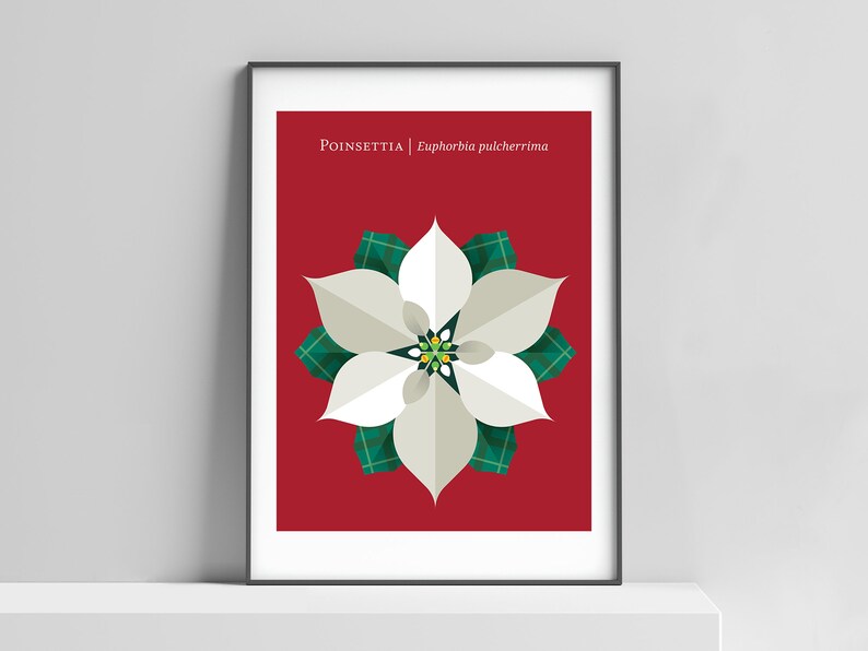 White Poinsettia Modern Art Print Poster for the Home – Christmas ...