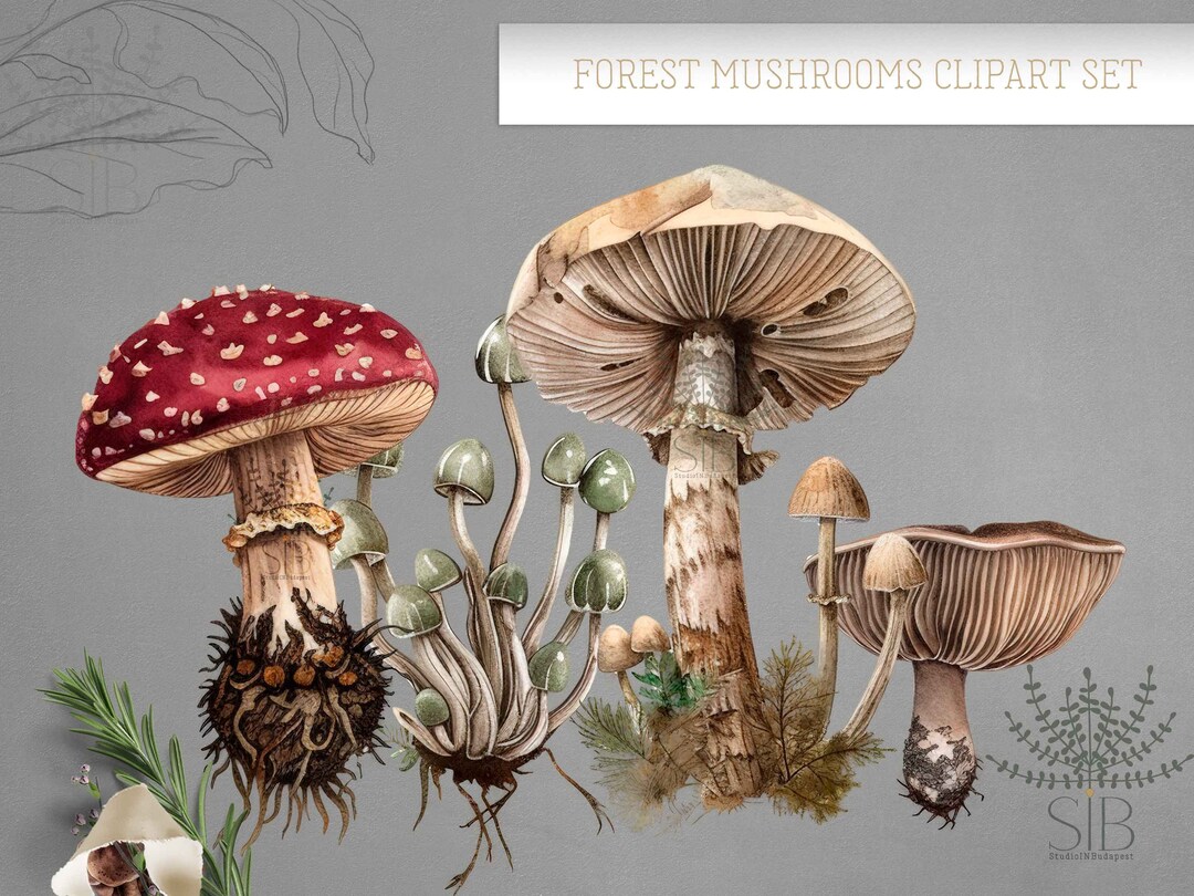 Mushroom Digital Illustration, Forest Mushrooms Clipart Set - Etsy