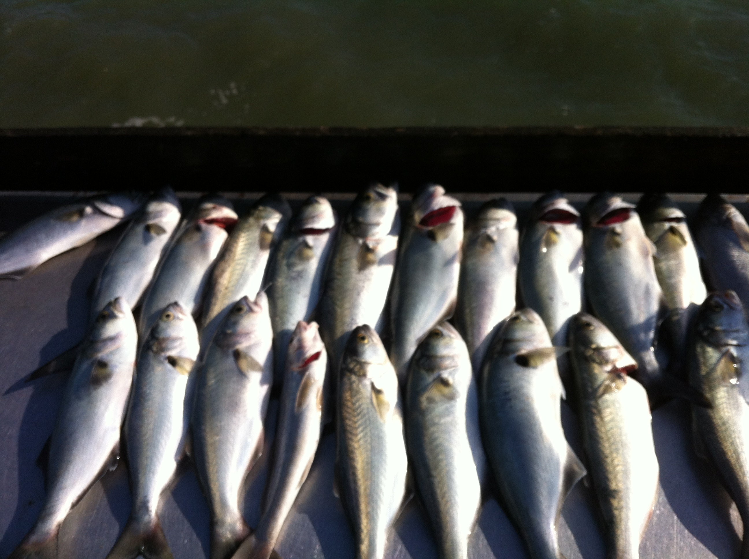 6 Surf / Pier Fishing Rigs: Pompano, Whitings, Croakers, Snappers ...