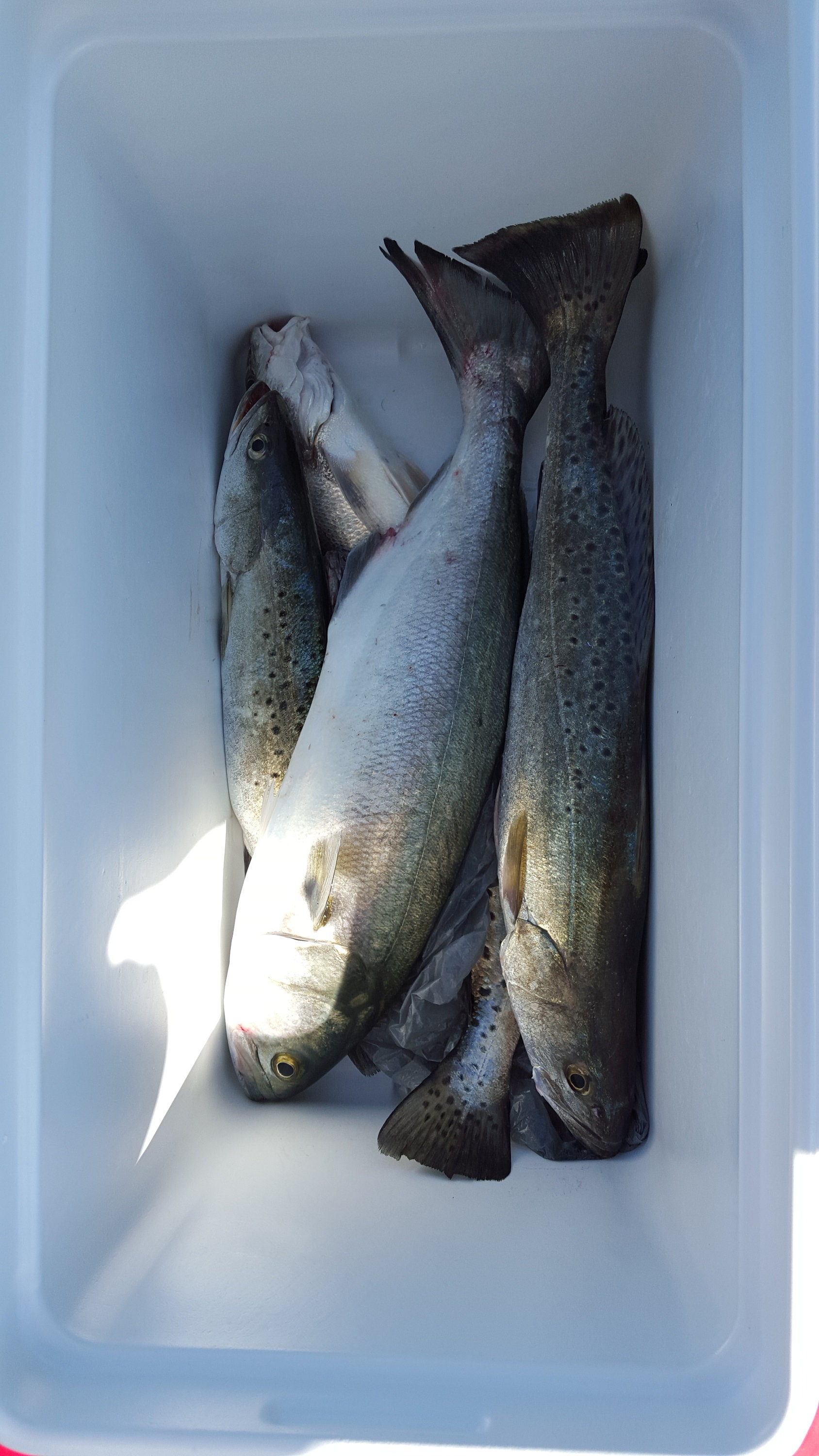 8 Hi-low Surf Fishing Float Rigs for Pompano, Whitingkingfish, Snappers ...