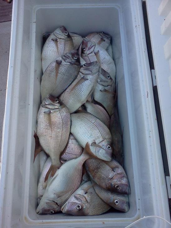 Pompano Candy Hi-low Fishing Rigs 2-pack Bullet Floats Pompano Whiting ...