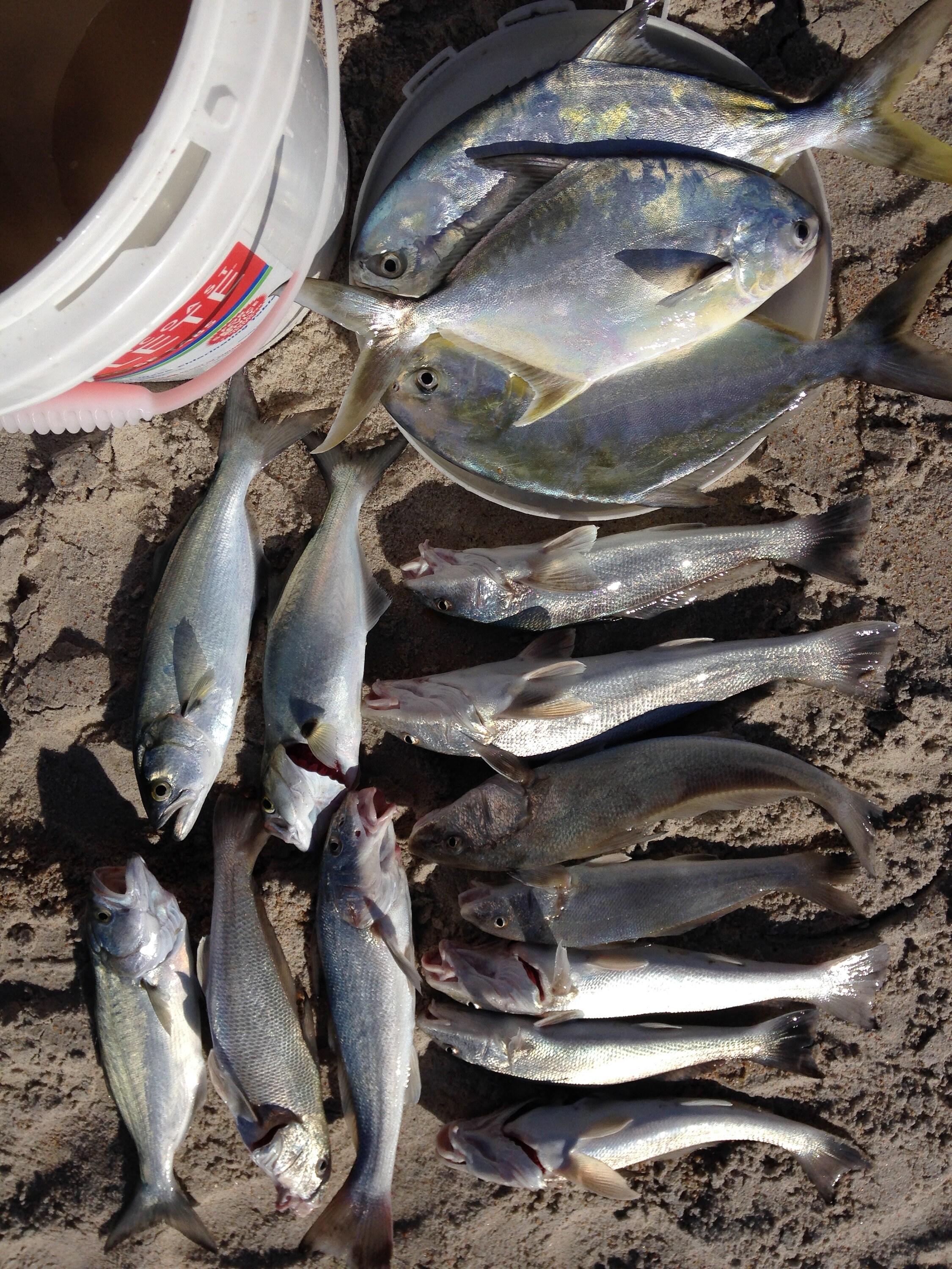 8 Hi-low Surf Fishing Float Rigs for Pompano, Whitingkingfish, Snappers ...