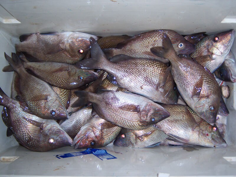 6 Surf / Pier Fishing Rigs: Pompano, Whitings, Croakers, Snappers ...