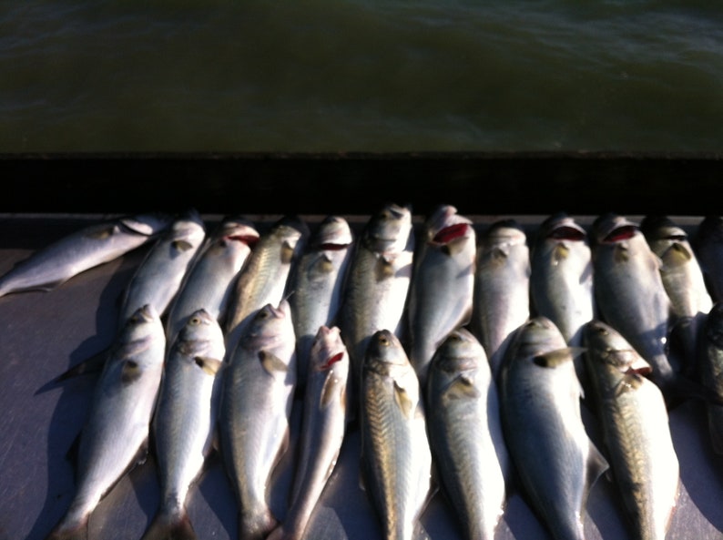 8 Hi-low Surf Fishing Float Rigs for Pompano, Whitingkingfish, Snappers ...