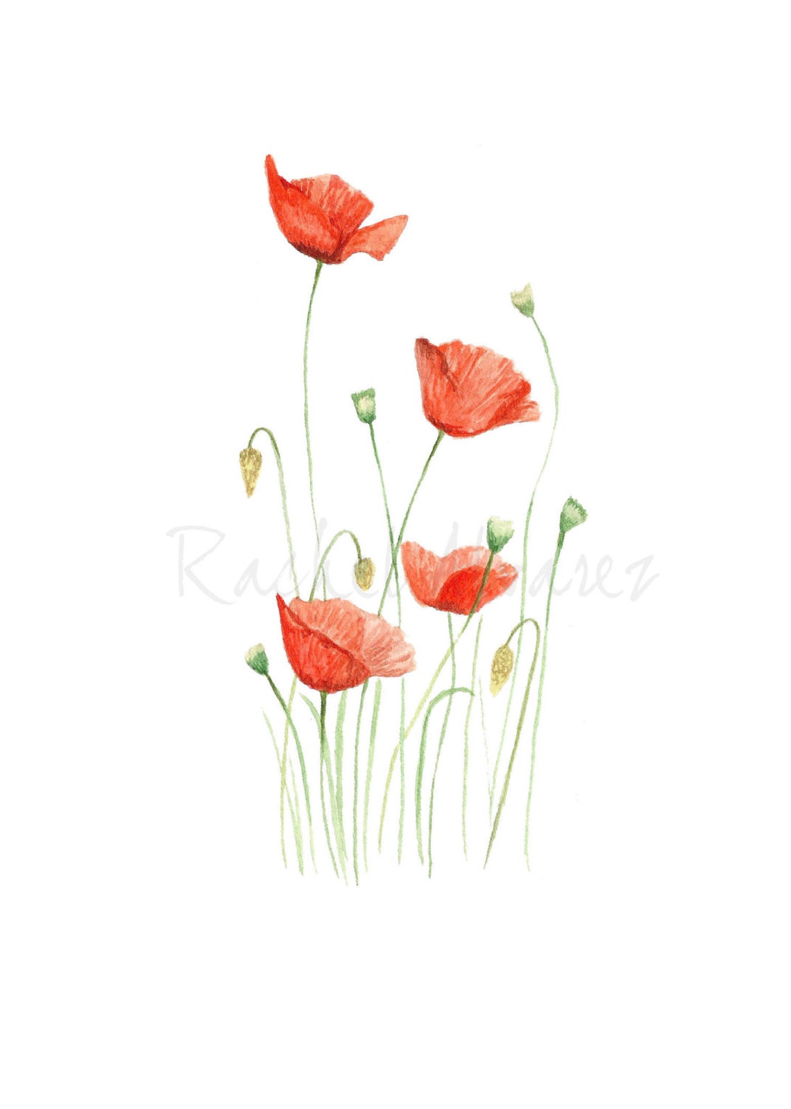 Poppy Flower Print Botanical Print Nursery Decor Flower - Etsy