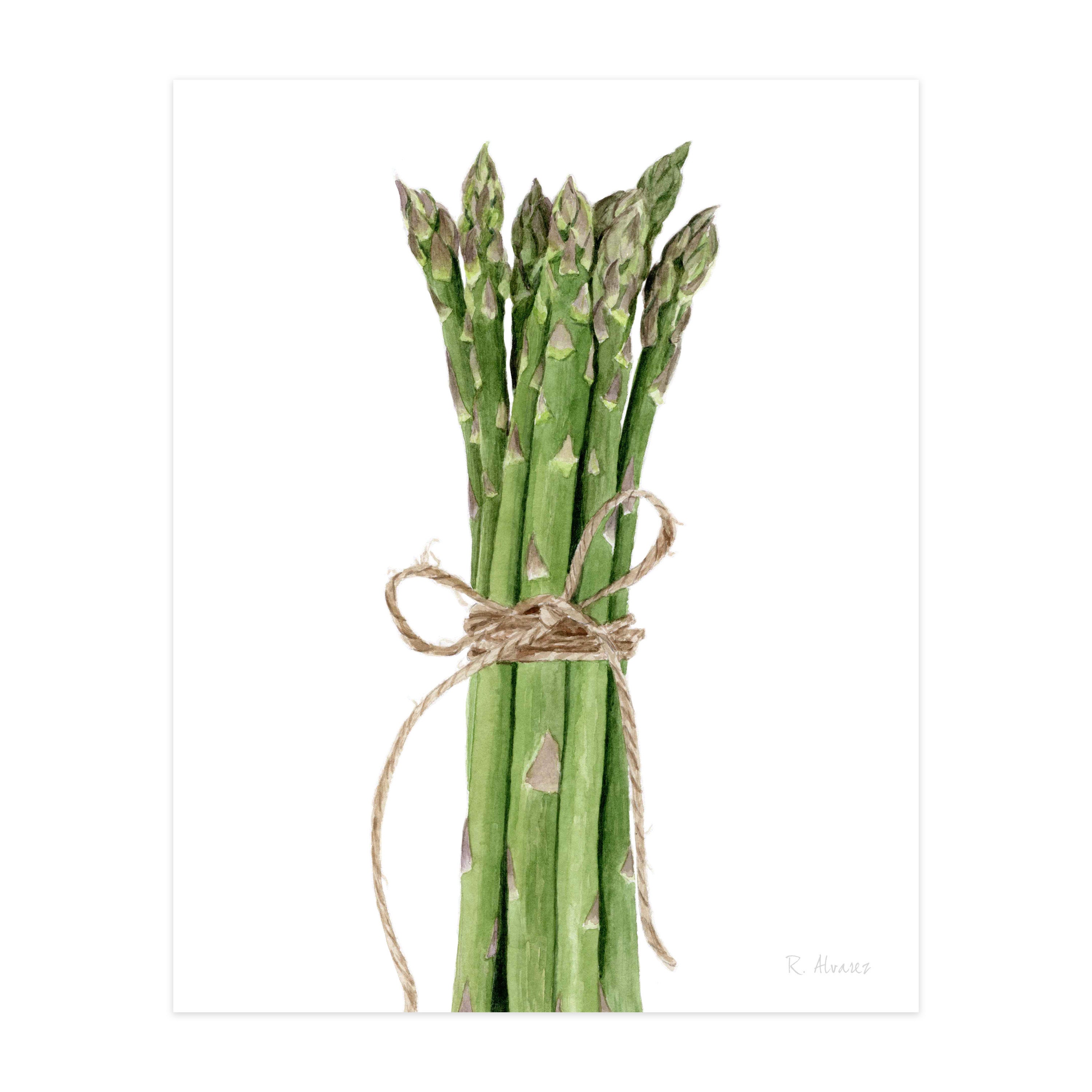 Asparagus Drawing