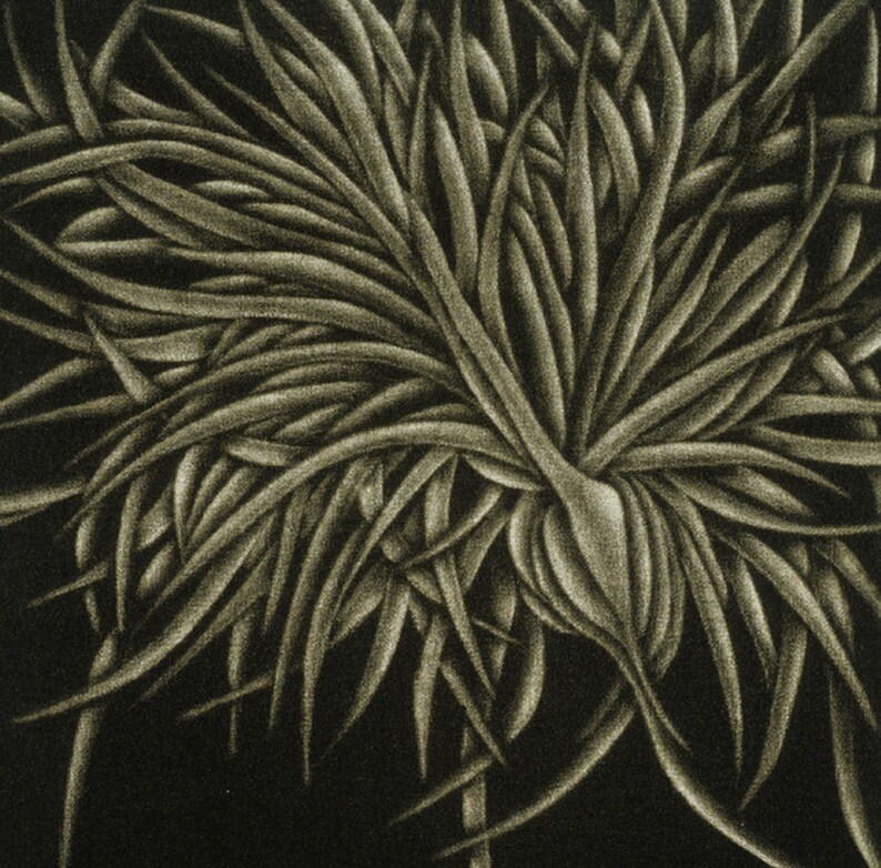 Up-rooted, Mezzotint Print, Traditional Hand-pulled, Intaglio, Works on ...