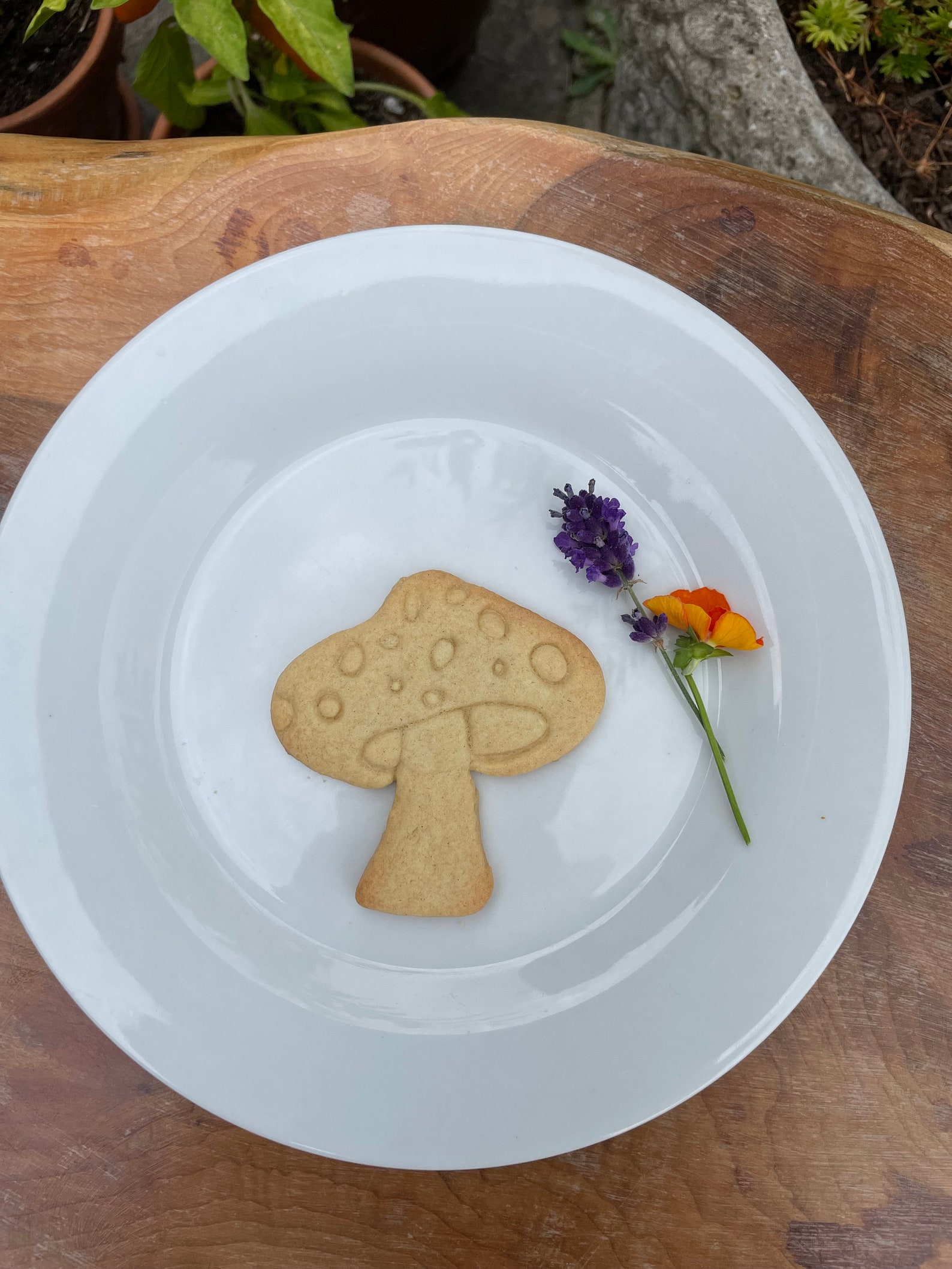 Mushroom Toadstool Cookie/ Biscuit Fondant Cutter Nature - Etsy UK