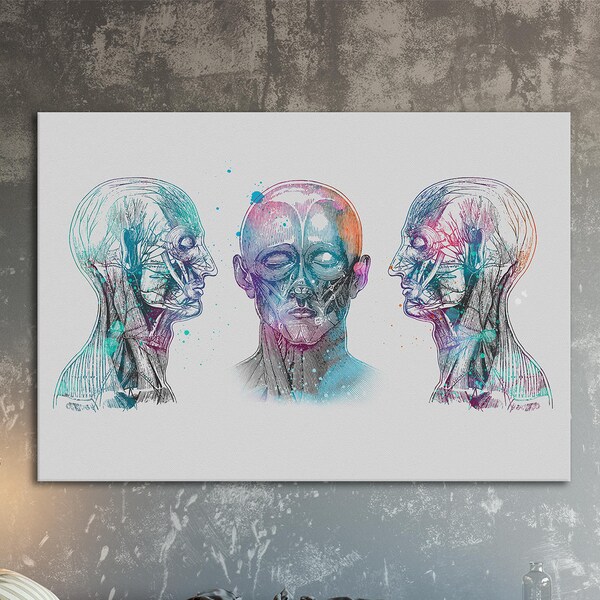Facial Anatomy Poster - Etsy UK