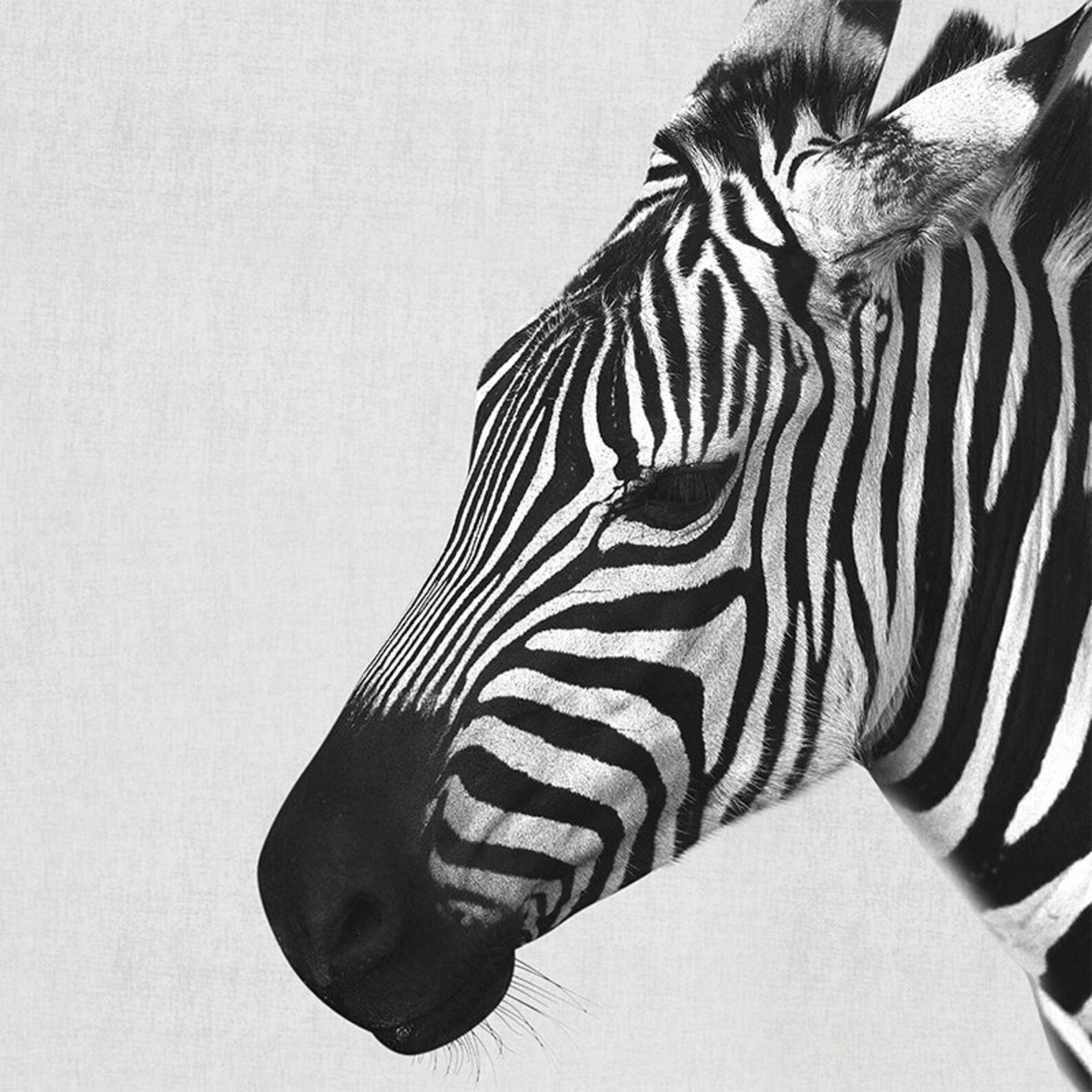 Zebra Print Nursery Decor Safari Baby Shower Print Large - Etsy