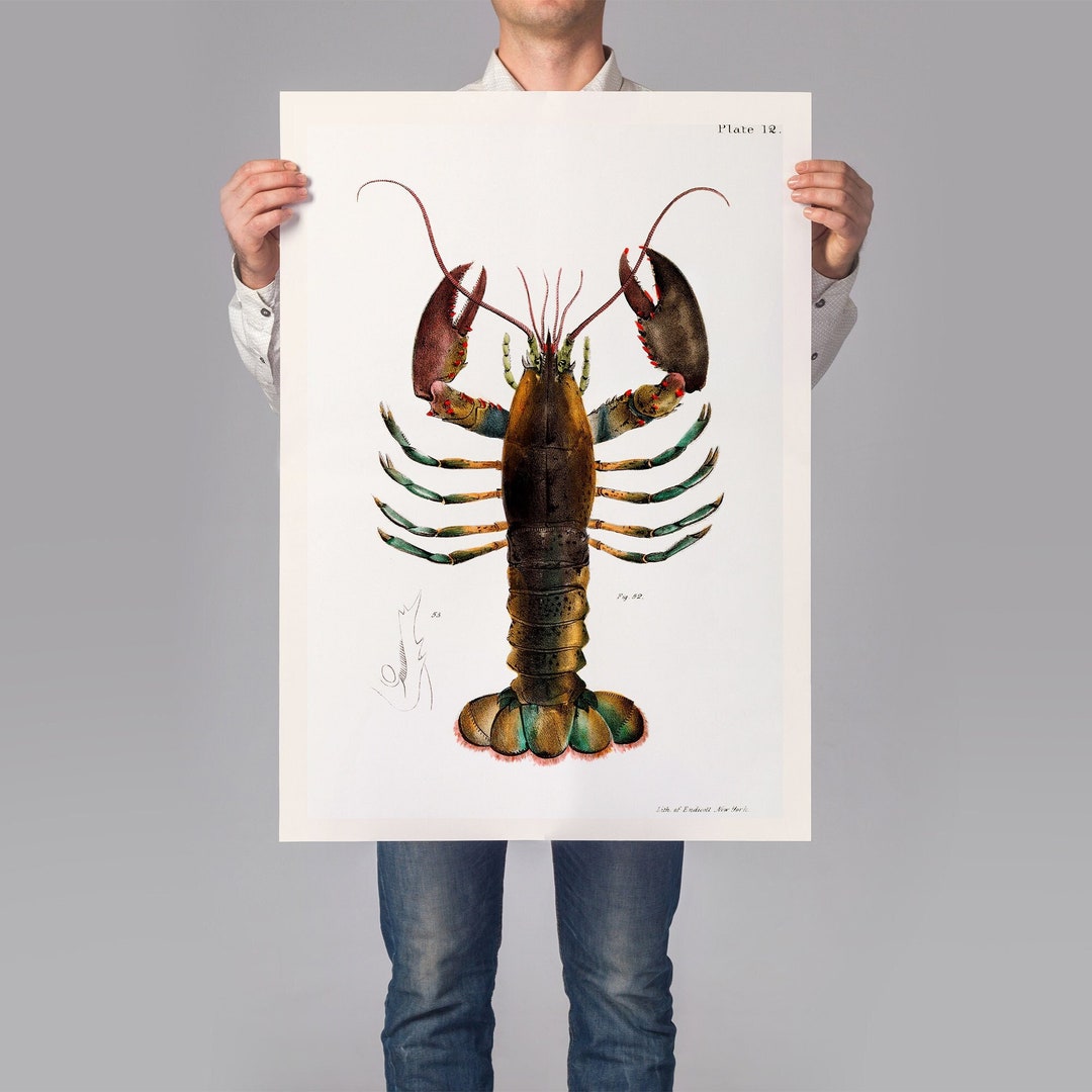 Lobster Art Print, Kitchen Print, Crustaceancore, Marine Art, Sealife ...