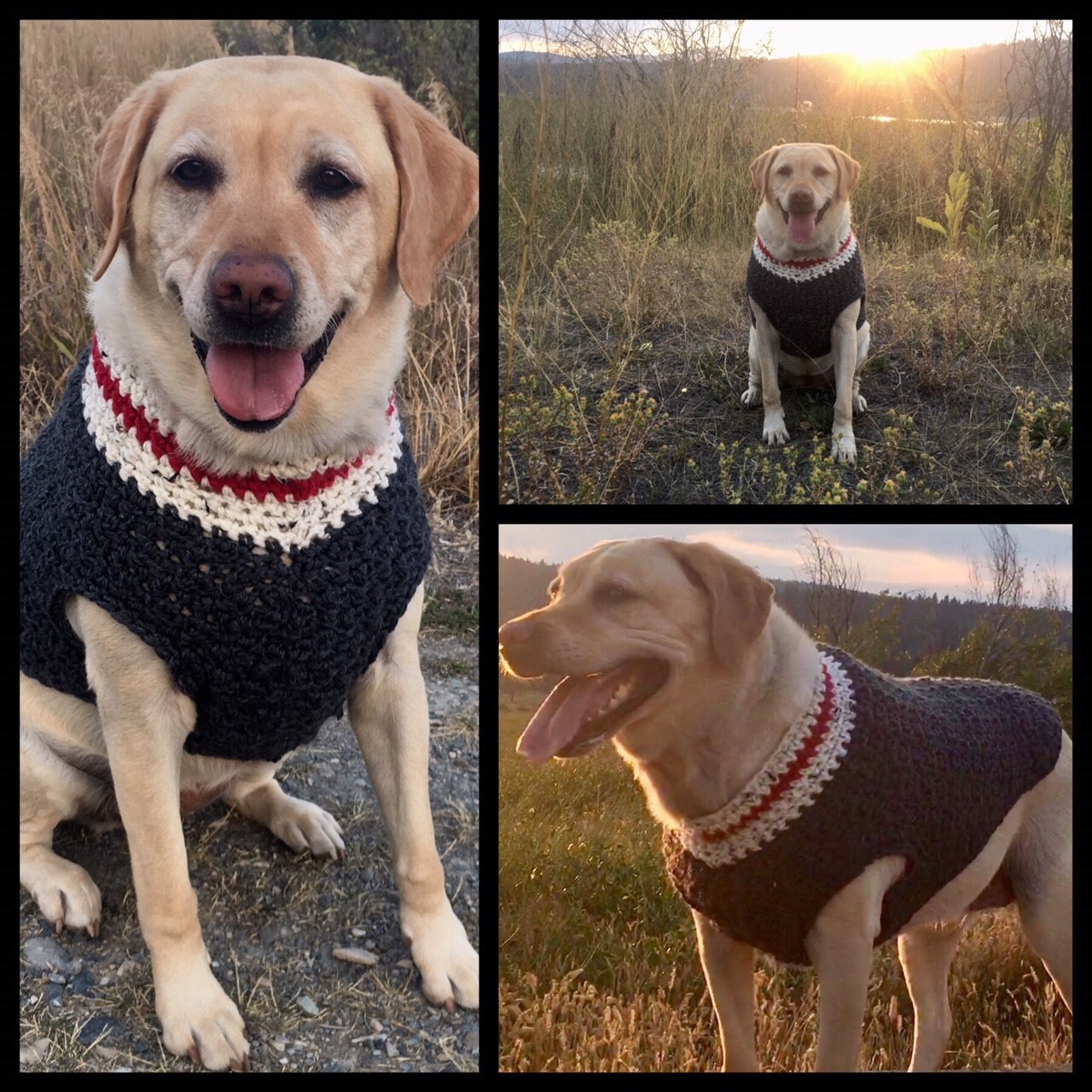 Lumberjack Dog Sweater Crochet Pattern - Etsy Canada
