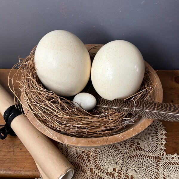 Ostrich Egg Shells - Etsy