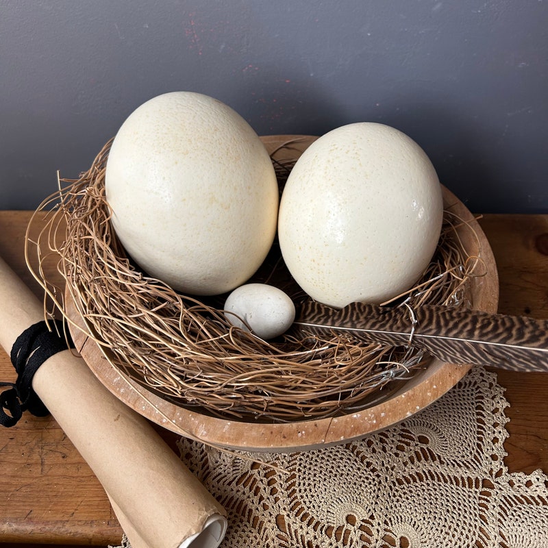 Ostrich Egg Shells - Etsy