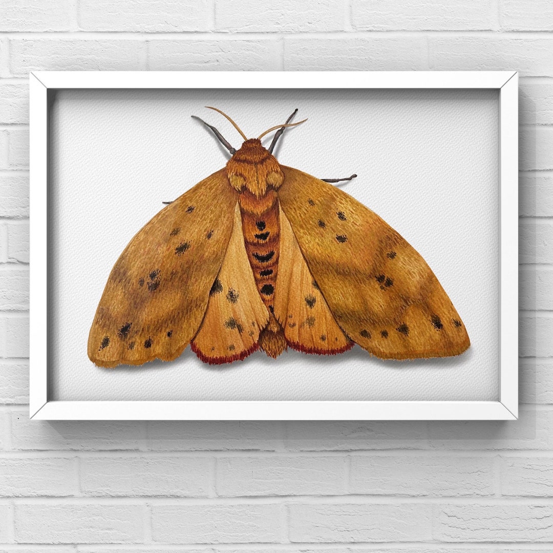 Isabella Tiger Moth, Butterfly, Nature Gift, Vintage Nature Art ...