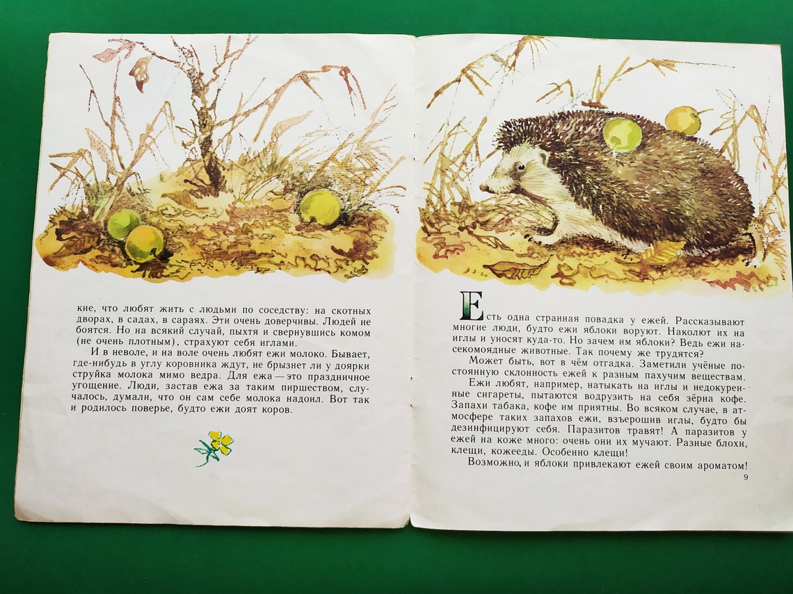 Akimushkin lived Hedgehog Soviet Children's | Etsy
