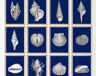 Navy Seashell Art | Etsy