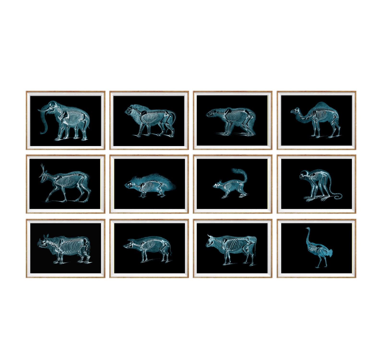 Animal X-ray Art Print SET of 12. X-ray Art X-ray Poster Man - Etsy