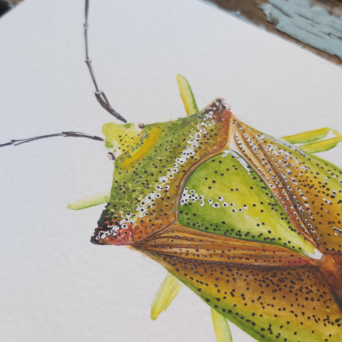 One off Watercolour Insect Painting 18 X 12cm Hawthorn - Etsy UK