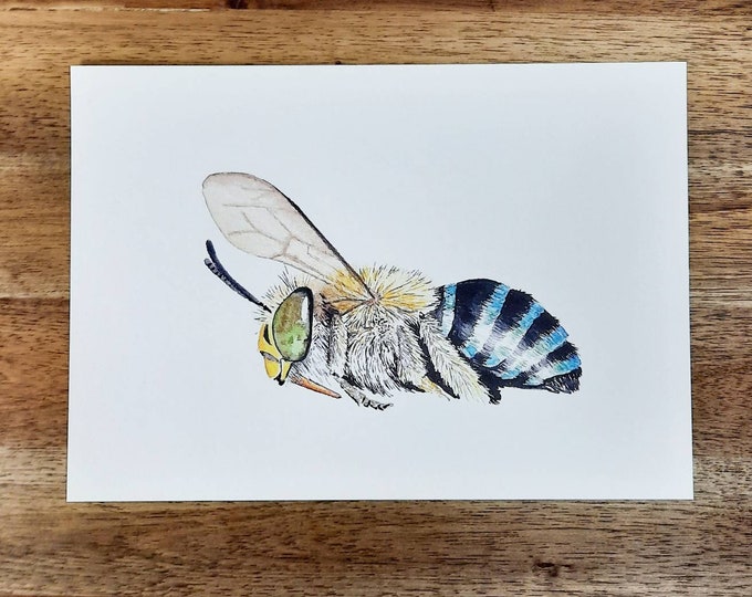 Original Watercolour Insect Painting 21 X 14.8cm Darkling - Etsy
