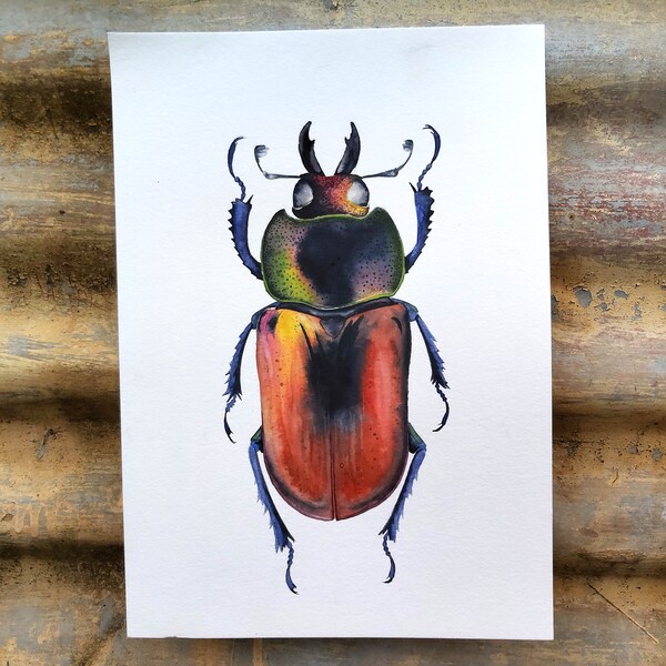 Australian Insect Poster - Etsy