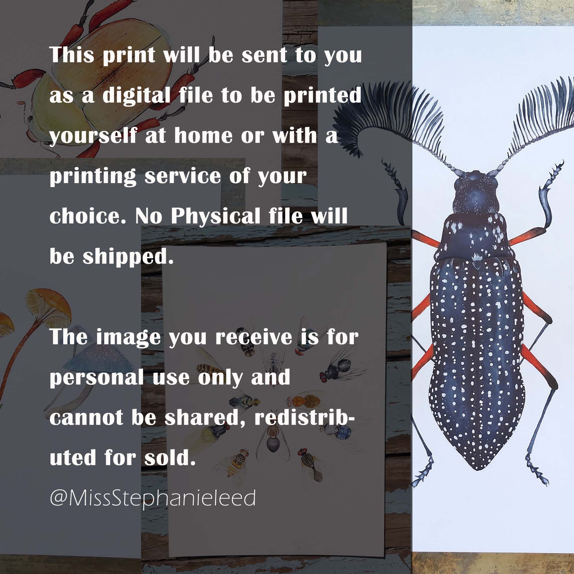 Digital Download Victorian Bee Species Identification Poster - Etsy