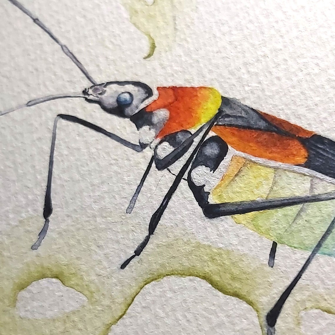 Original Watercolour Insect Painting 14.5 X 20.5cm - Etsy