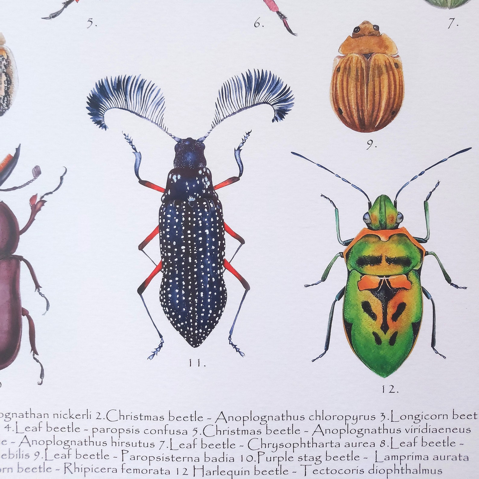 Beetle Illustration Poster Print Australian Insects - Etsy
