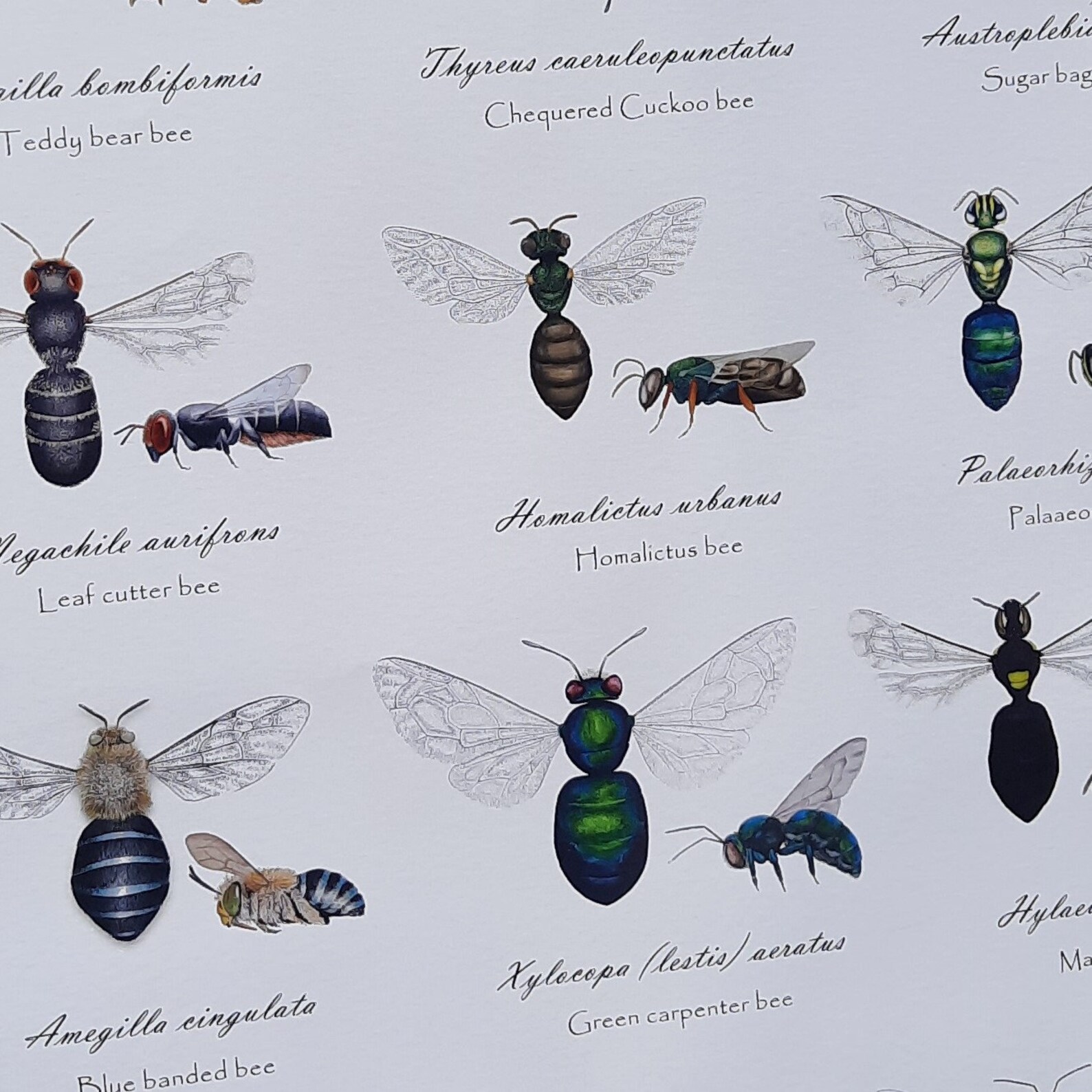 Bees of Queensland Identification Poster Educational Guide - Etsy