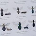 Bees of Queensland Identification Poster | Educational Guide | Nature ...